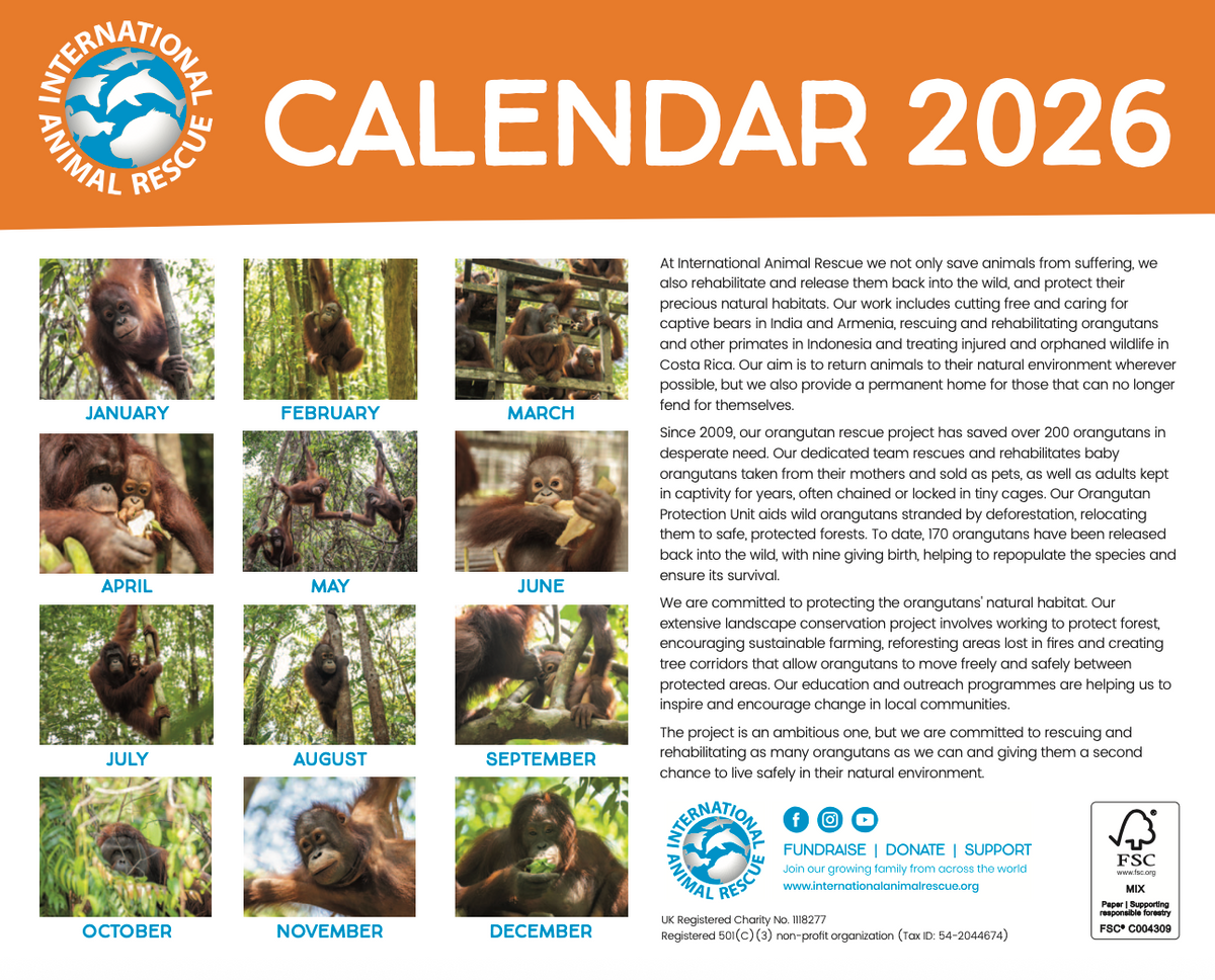 Orangutan Calendar 2026 | International Animal Rescue